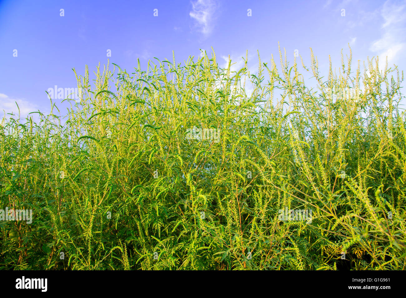 Ambrozia hi-res stock photography and images - Alamy
