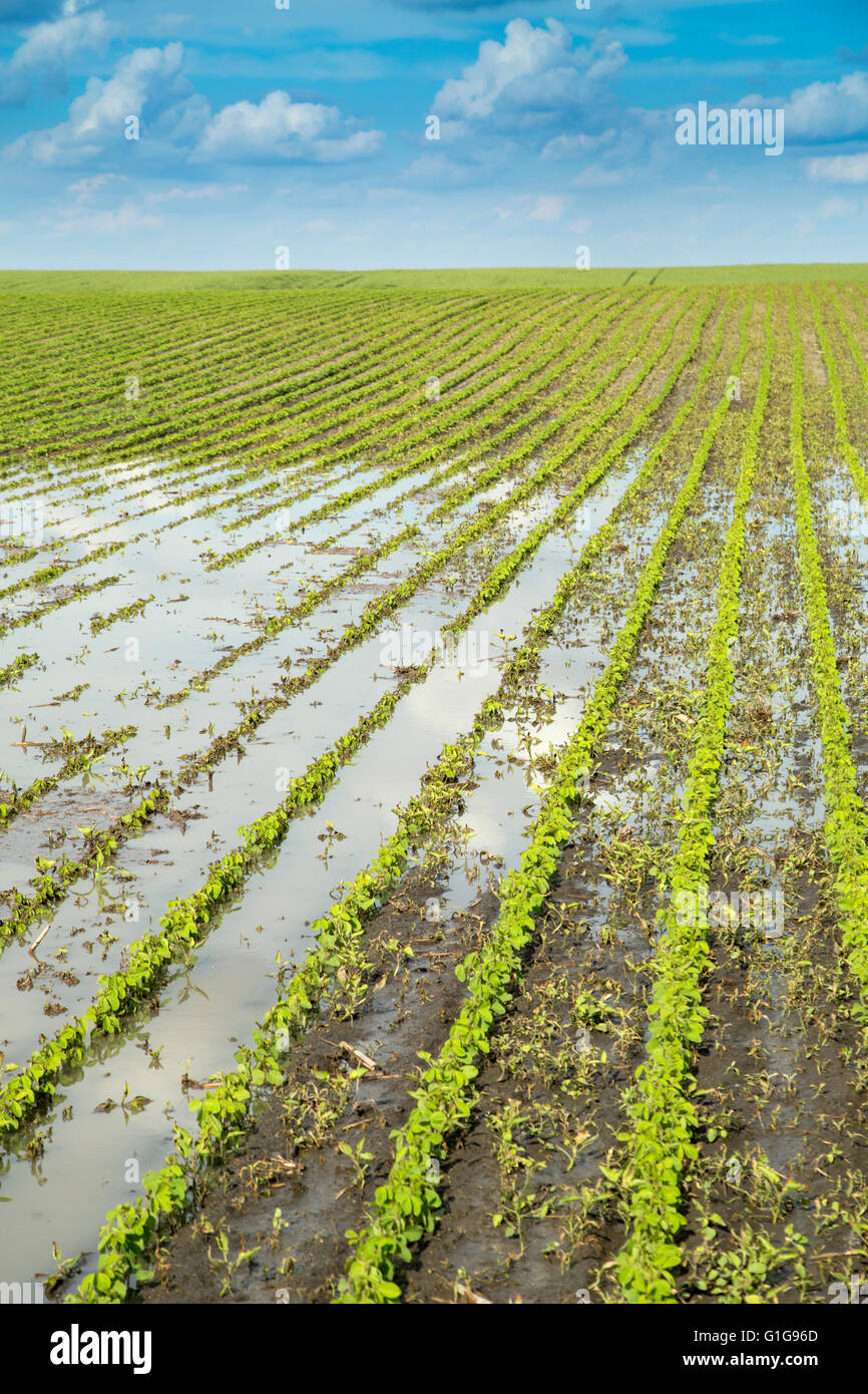 Agricultural disaster, field of flooded soybean crops Stock Photo - Alamy