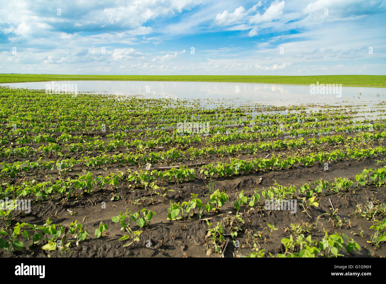 Agricultural disaster, field of flooded soybean crops Stock Photo - Alamy