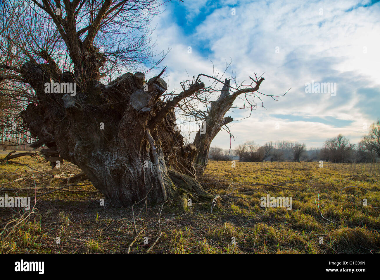 Willow stump log on dried rivver bed, spring landscape Stock Photo - Alamy