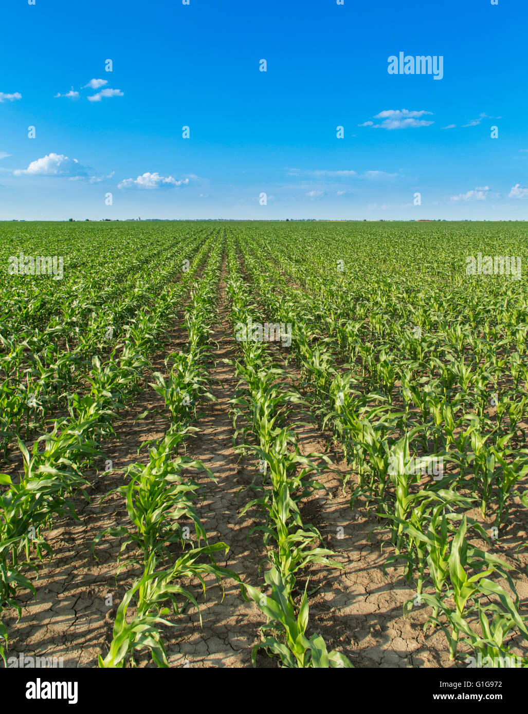 Growing corn field, green agricultural landscape Stock Photo - Alamy