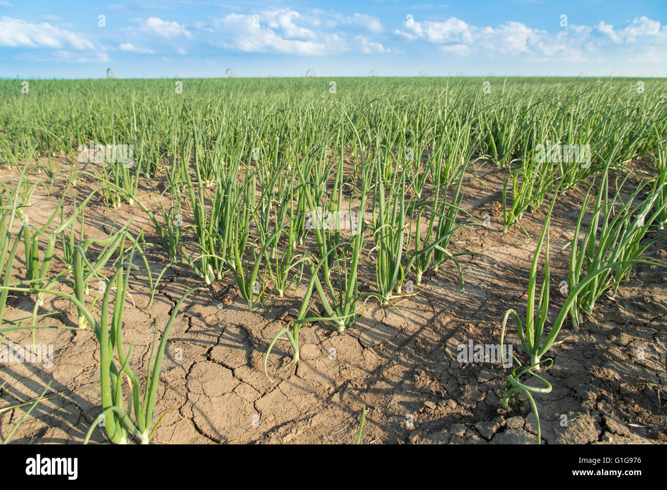 Spring onion field hi-res stock photography and images - Alamy