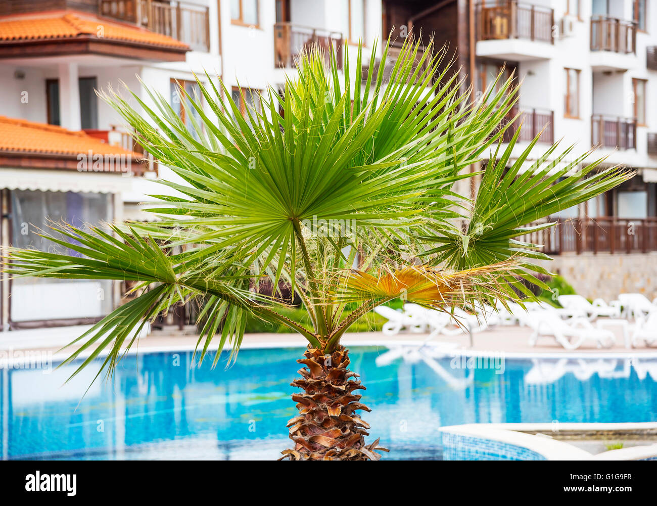 Palm tree in the background tropical swimming pool Stock Photo - Alamy