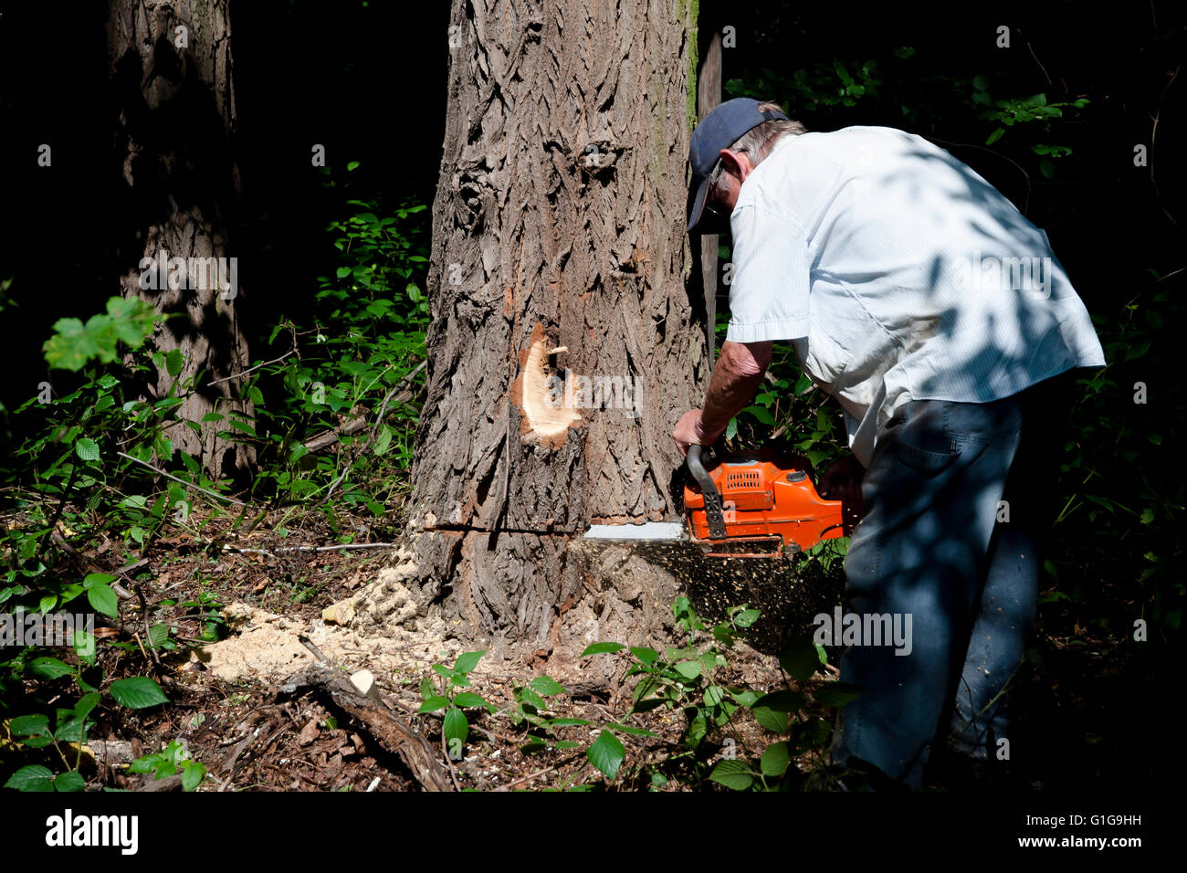 Man Sawing Tree with Chainsaw Stock Photo - Alamy
