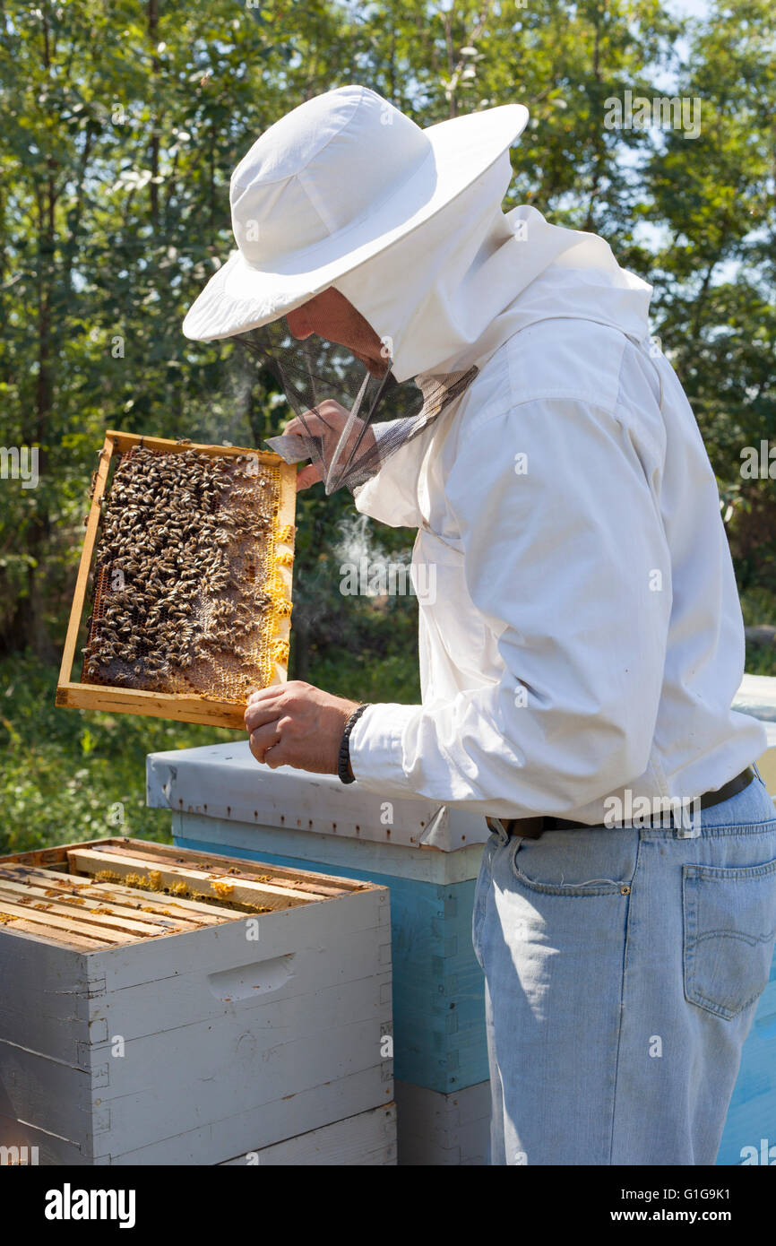 Beekeeper checking bee colony Stock Photo - Alamy