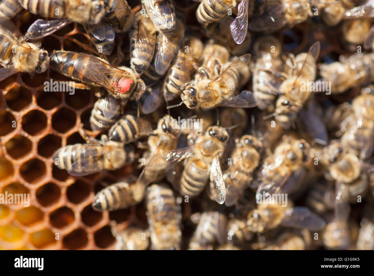 Queen Bee And Colony For Sale at Arlene Jordan blog