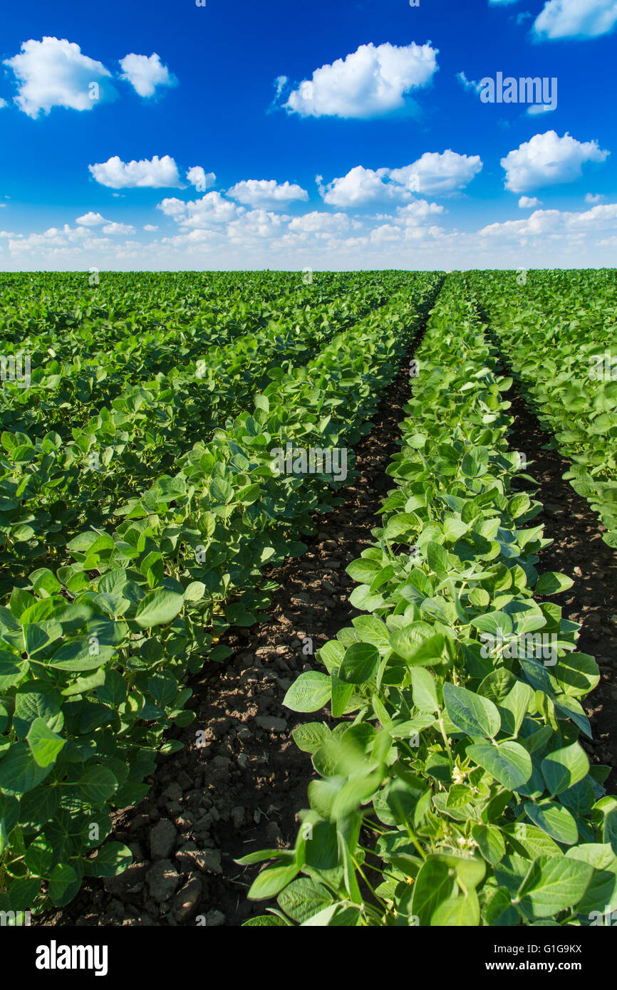 Soybean field ripening at spring season, agricultural landscape Stock ...