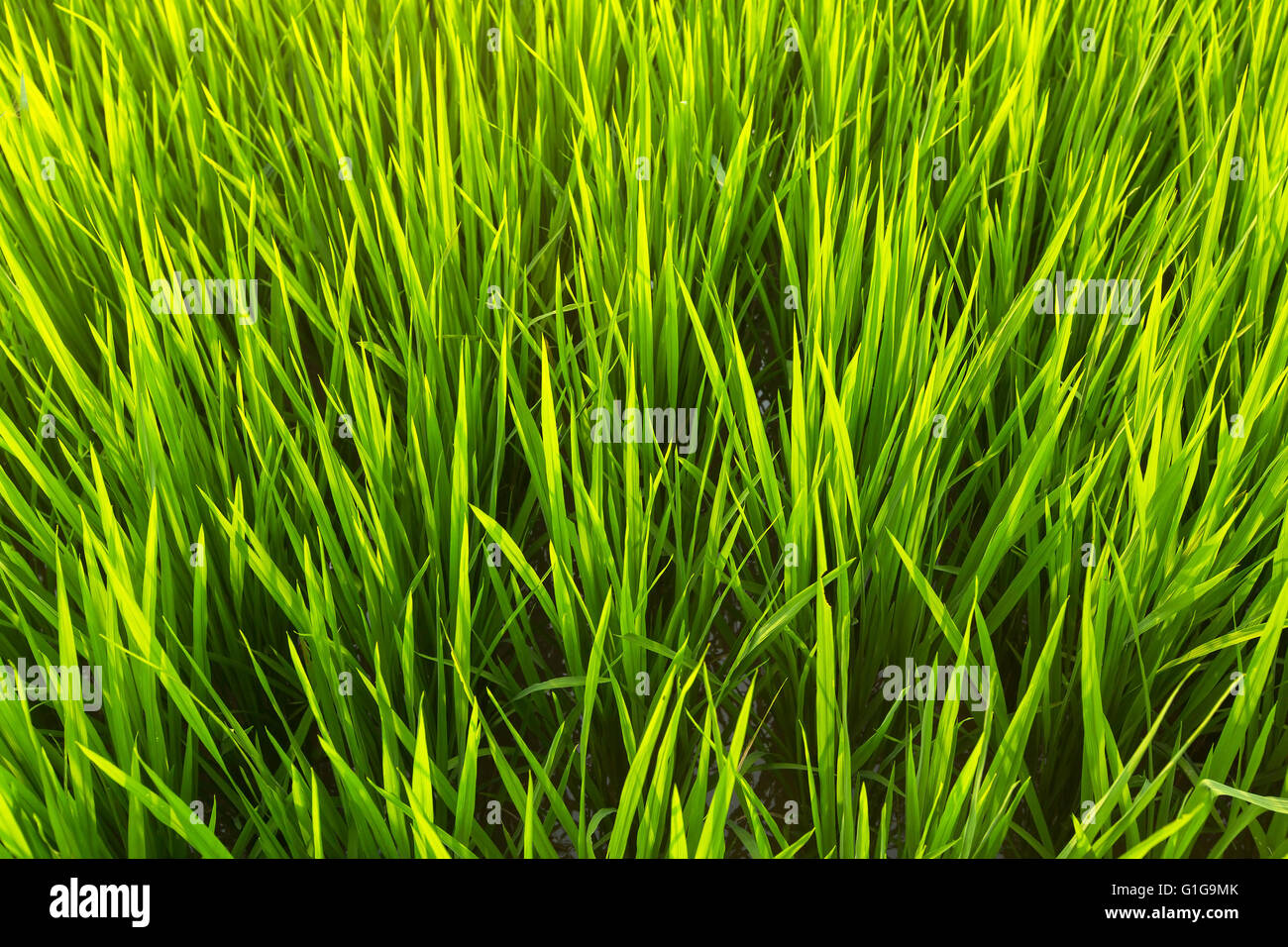 Green rice field closeup Stock Photo - Alamy