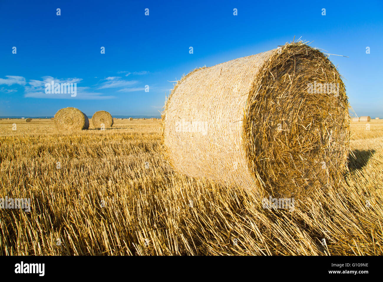 Wheat roll bales at field, sunrise scene Stock Photo - Alamy