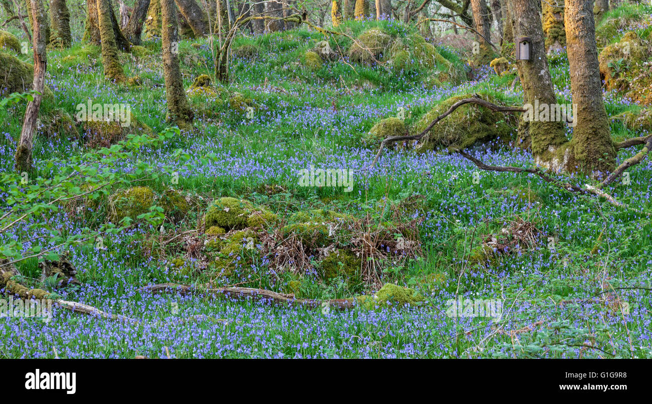 B;uebells, Hyacinthoides non-scripta, winding between rocks and trees ...