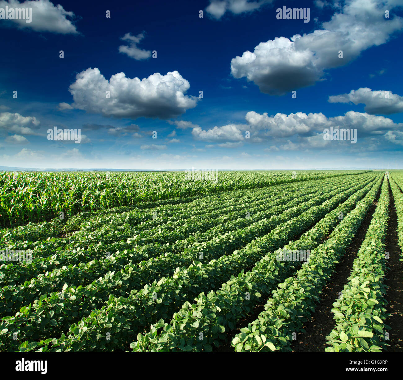 Soybean next to corn field ripening at spring season, agricultural ...