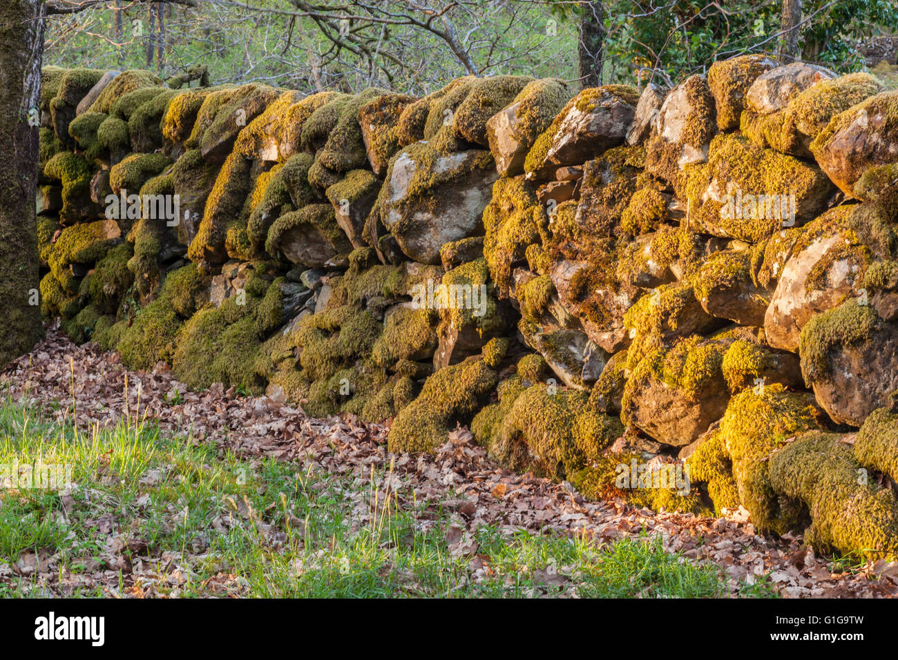 Drystane dyke hi-res stock photography and images - Alamy