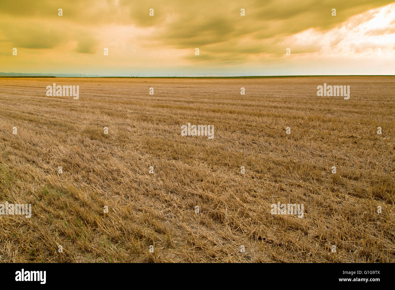 Wheat stubble field over yellow cloudscape Stock Photo - Alamy