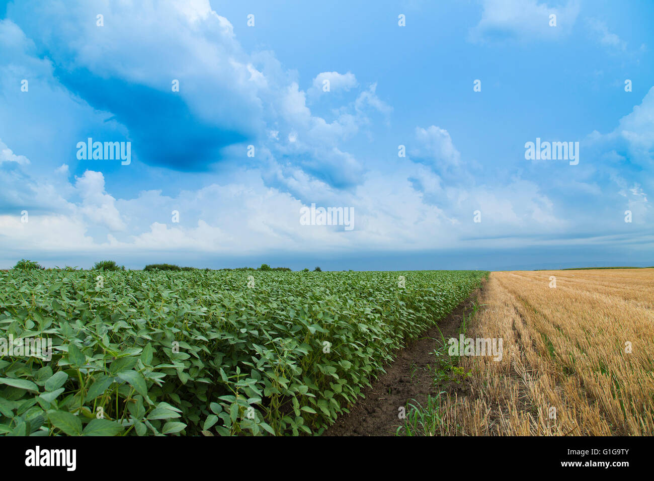 Soybean field ripening at spring season next to stubble field ...