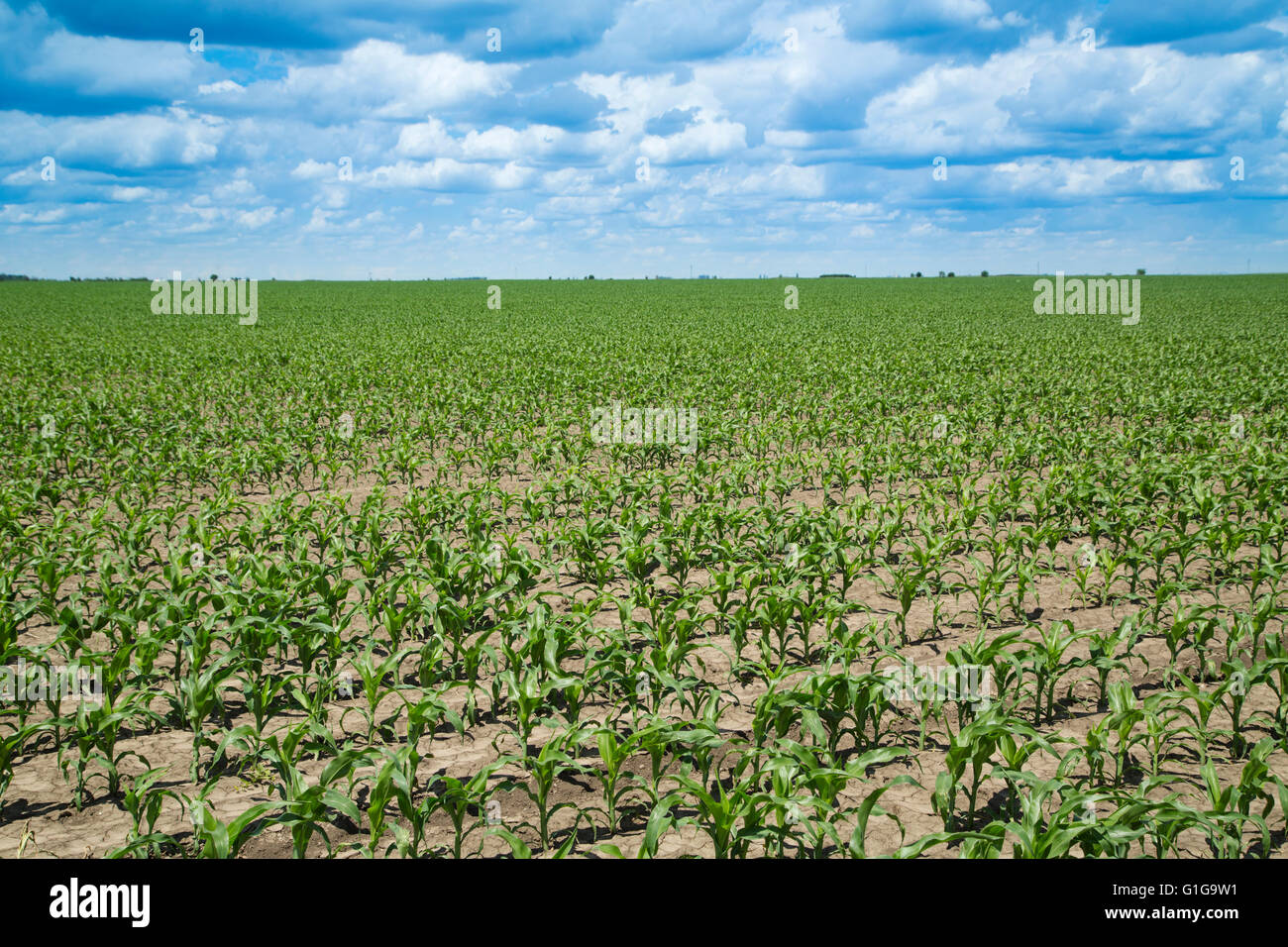 Growing corn field, green agricultural landscape Stock Photo - Alamy