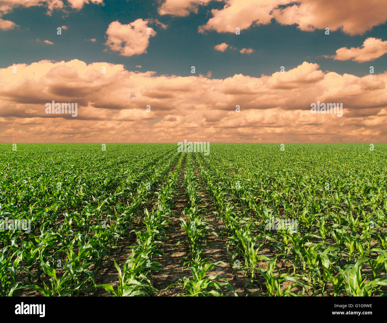 Growing corn field, green agricultural landscape Stock Photo - Alamy