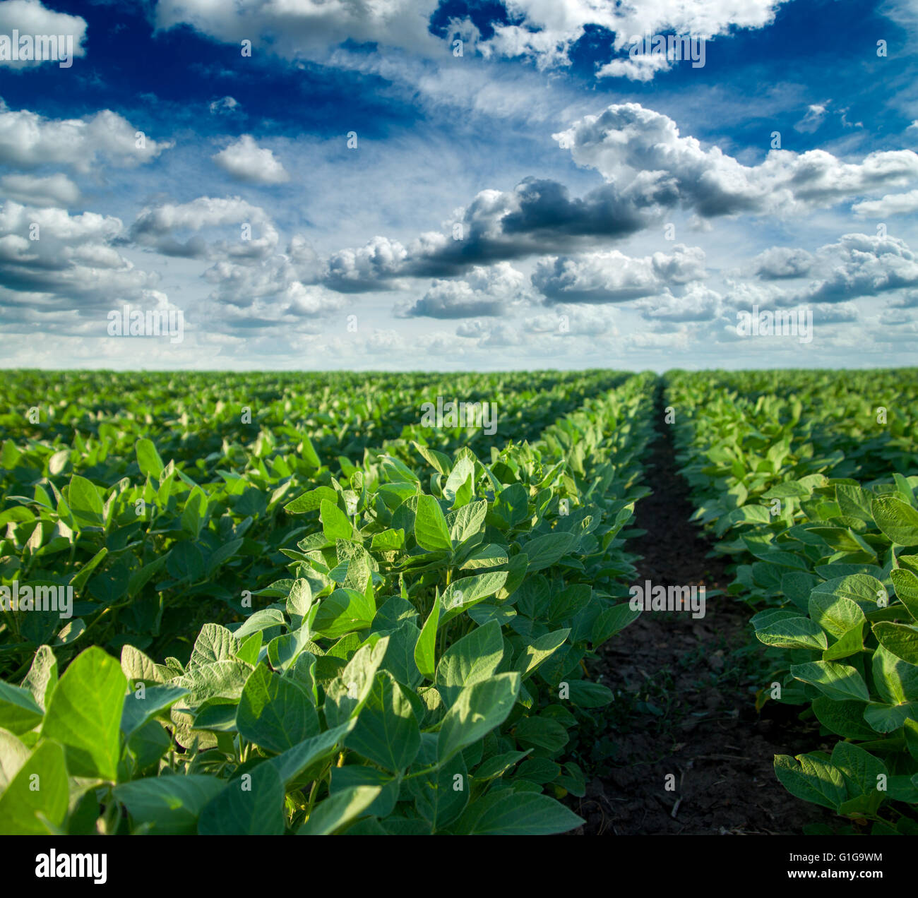 Rows of ripening soybean plants Stock Photo - Alamy