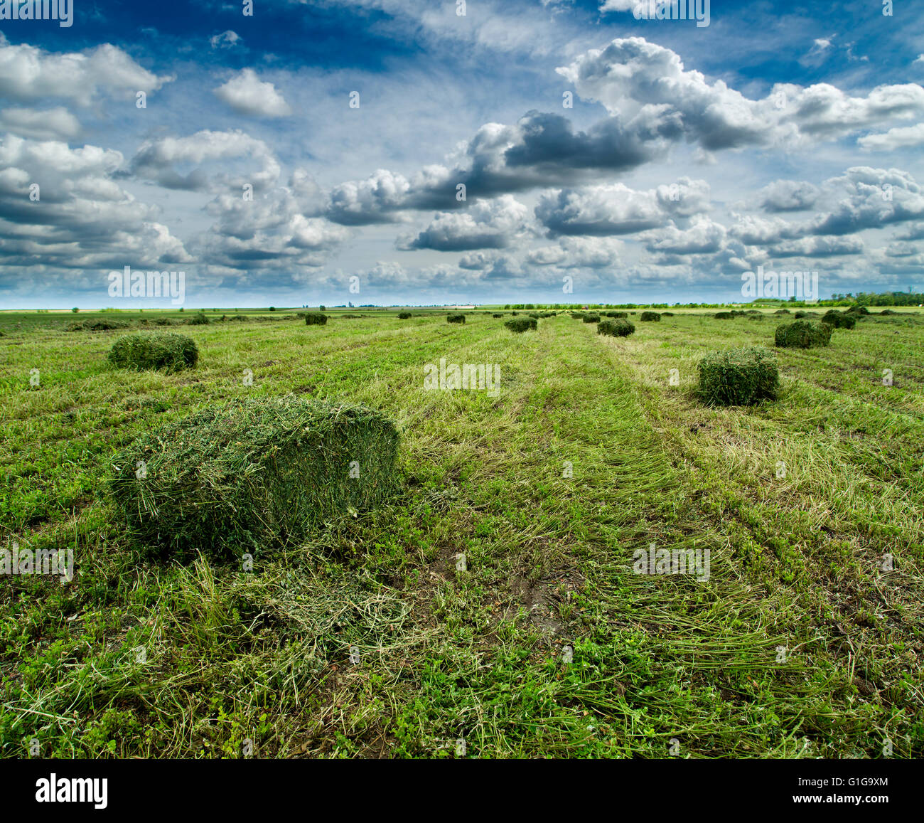 Clover, shamrock hay bales at field Stock Photo - Alamy