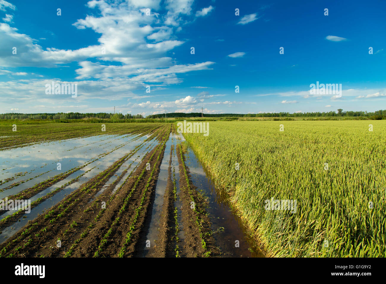 Soy bean fields hi-res stock photography and images - Alamy