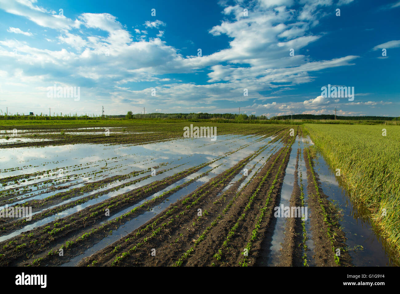 Agricultural disaster, field of flooded soybean crops Stock Photo - Alamy