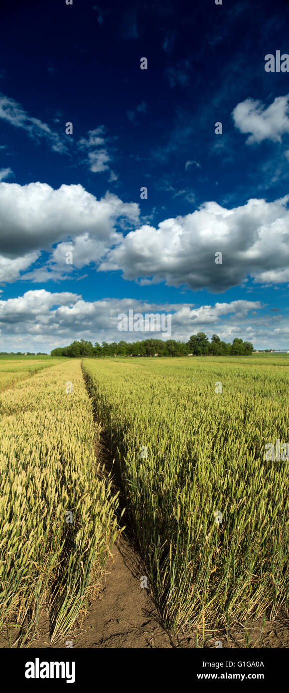 Growing wheat fields with different sorts and colors, experimental ...