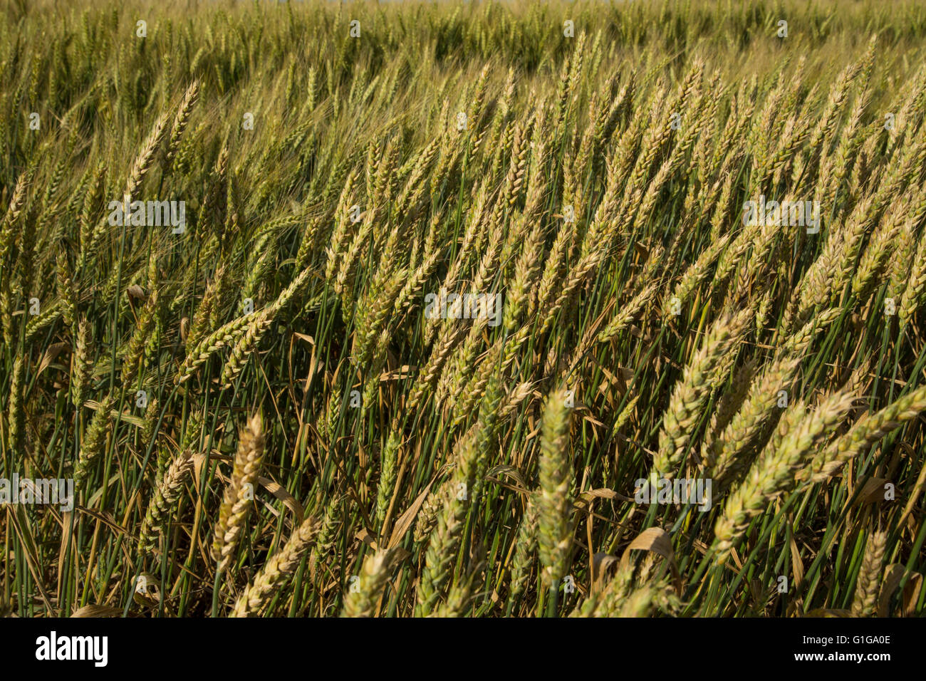 Green wheat plants hi-res stock photography and images - Alamy