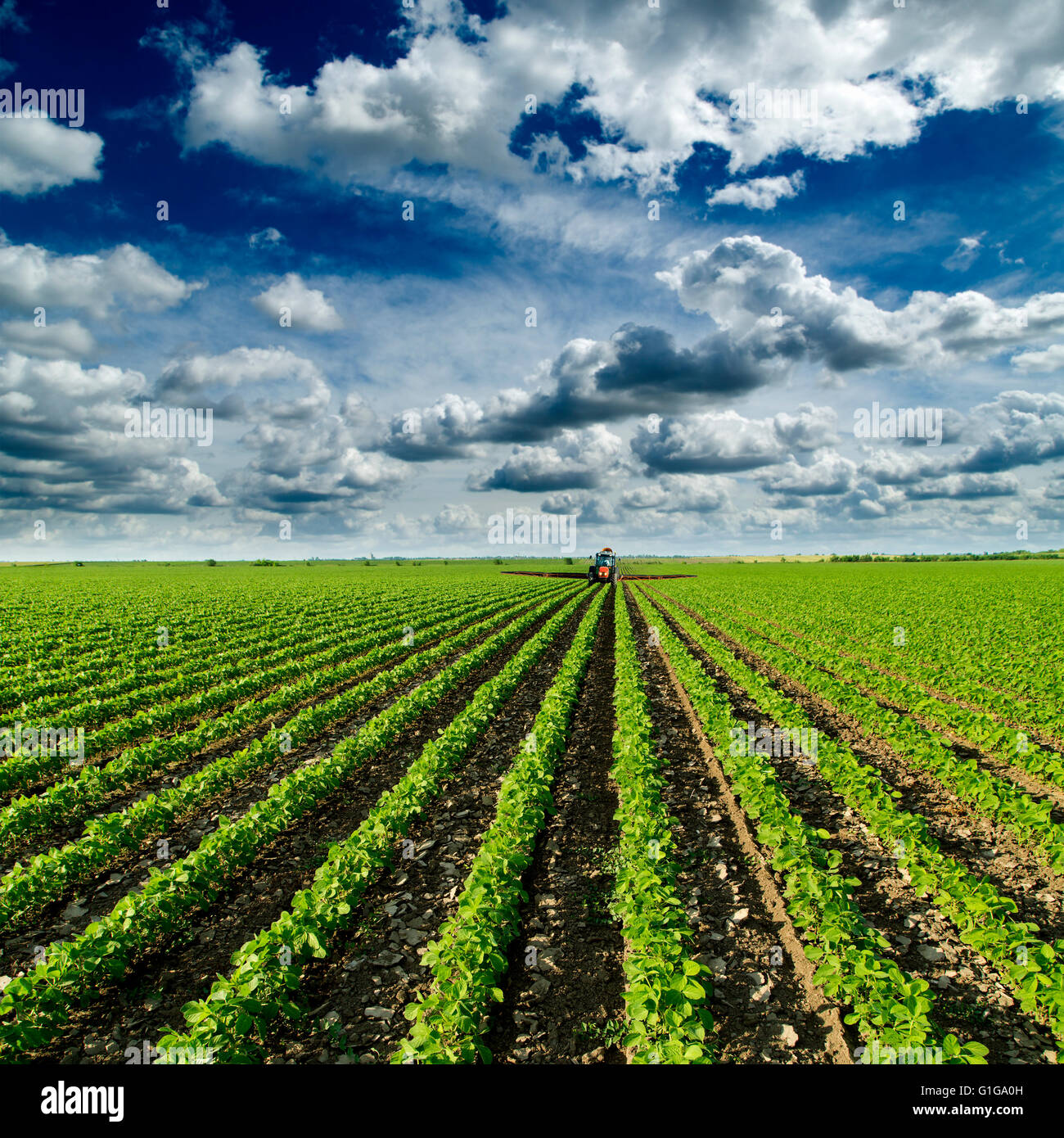 Soybean field ripening at spring season, agricultural landscape. Red ...