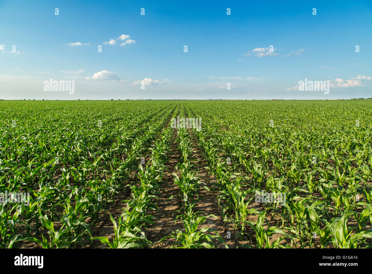 Corn field green hi-res stock photography and images - Alamy