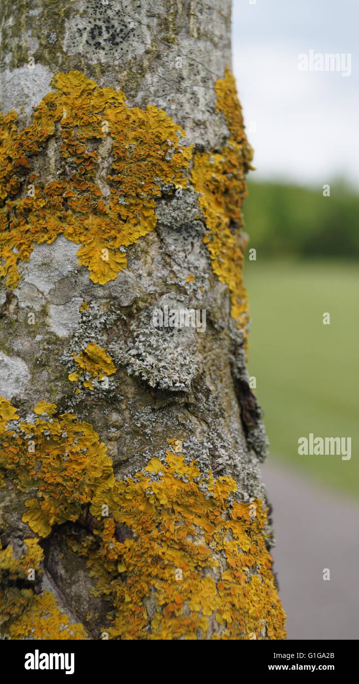 Crustose Lichen Stock Photos & Crustose Lichen Stock Images - Alamy