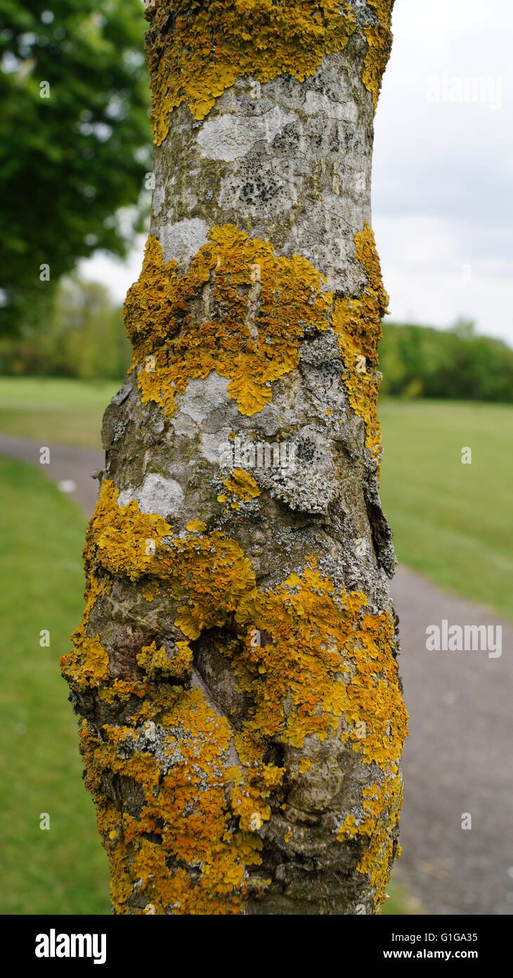 Crustose Lichen On Tree
