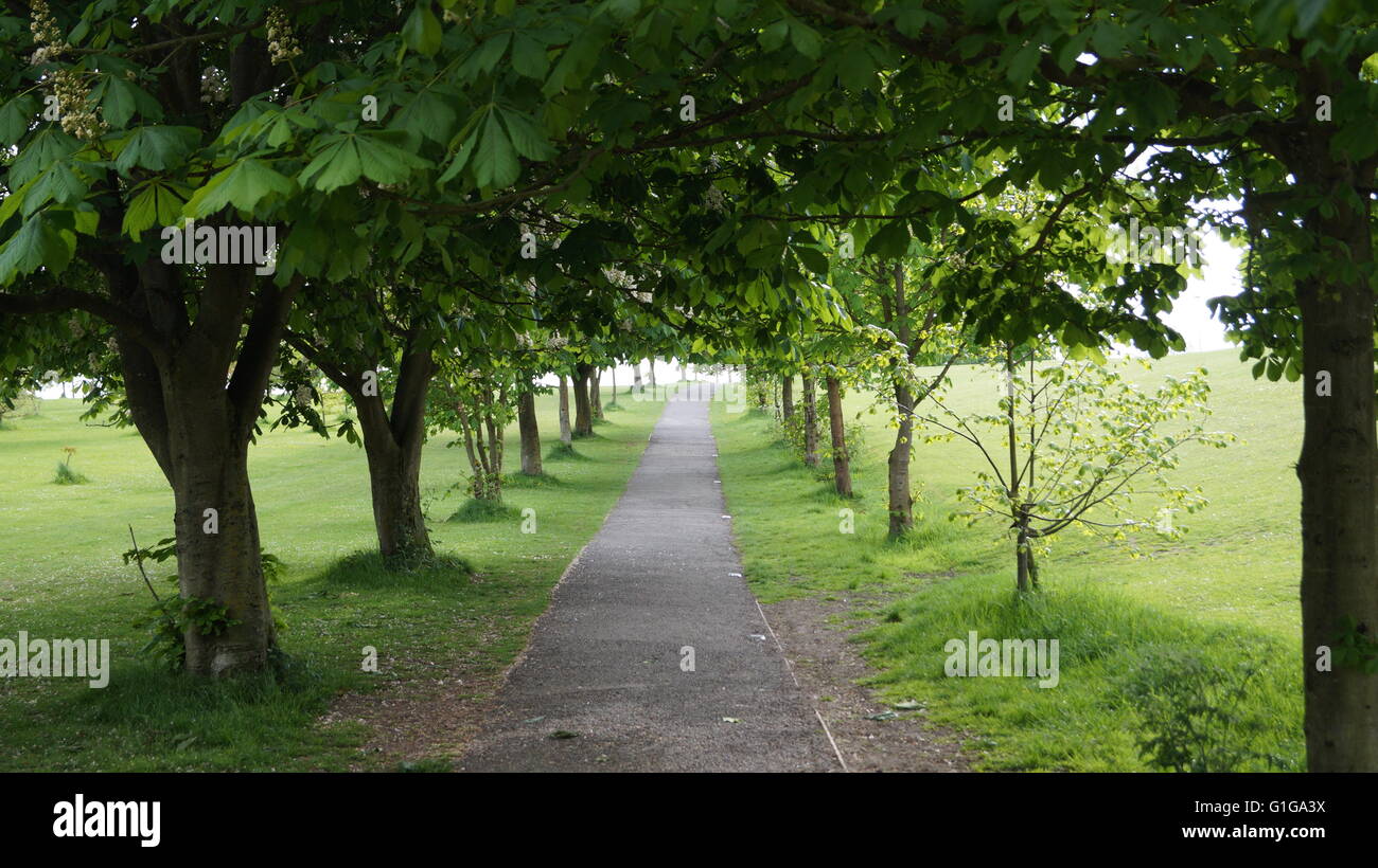 Tree lined path in summer Stock Photo - Alamy