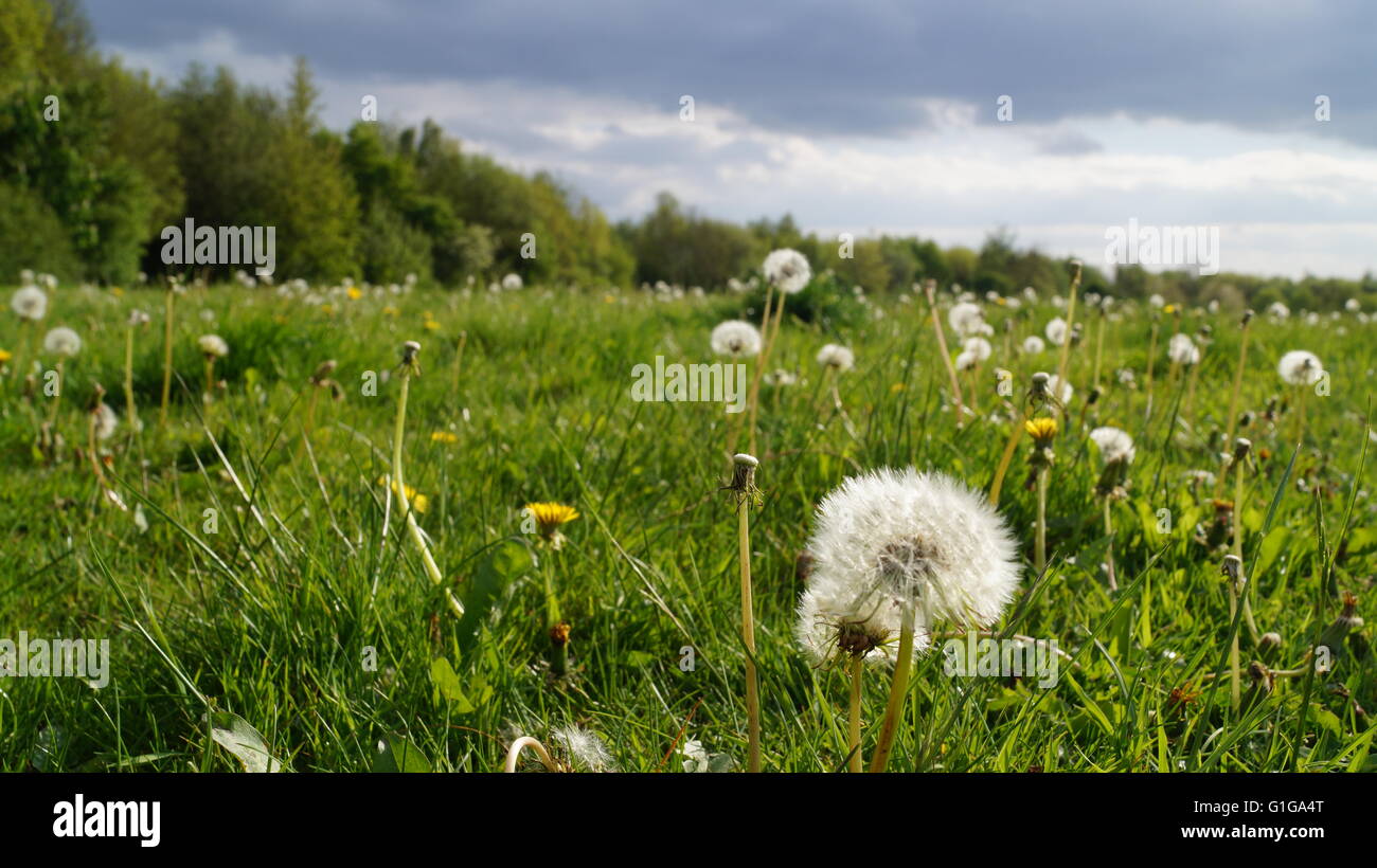 Wind borne pollination hi-res stock photography and images - Alamy
