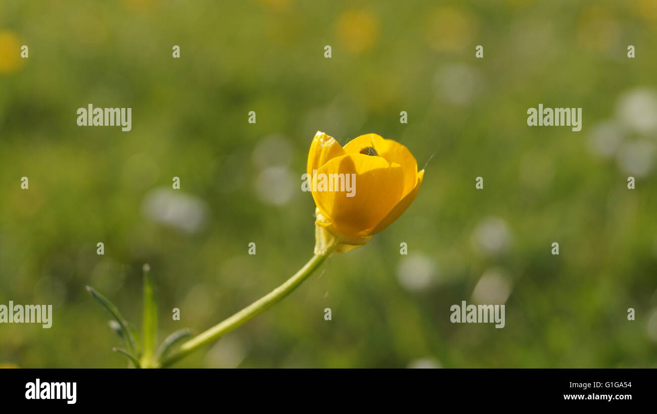 Side angle view of buttercup flower Stock Photo - Alamy