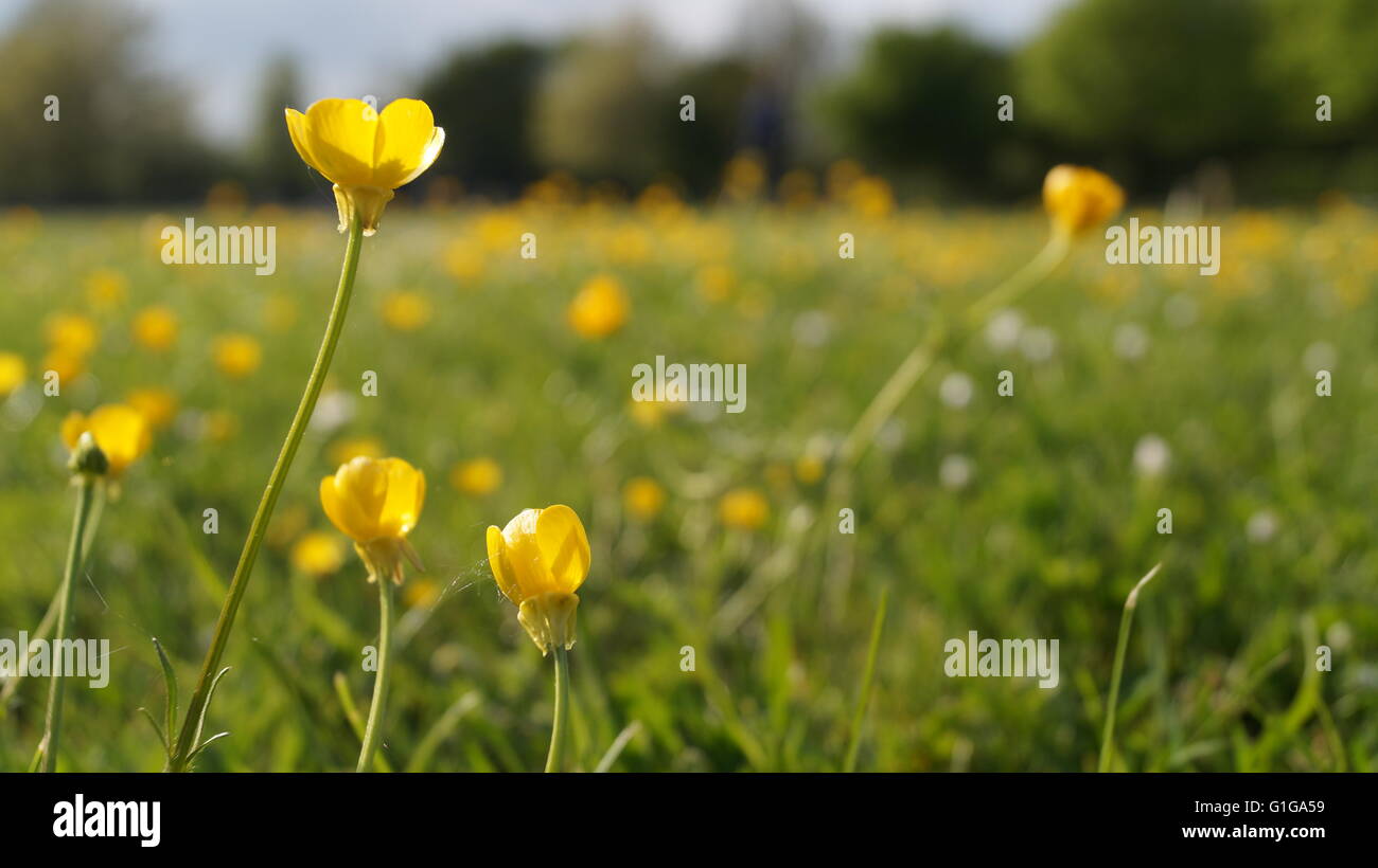 Close up on buttercup with field of golden yellow in the background ...