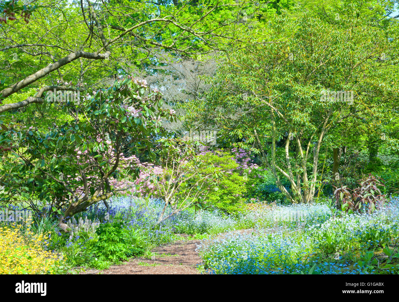 Stone path in colourful spring English wild garden with flowers, shrubs ...