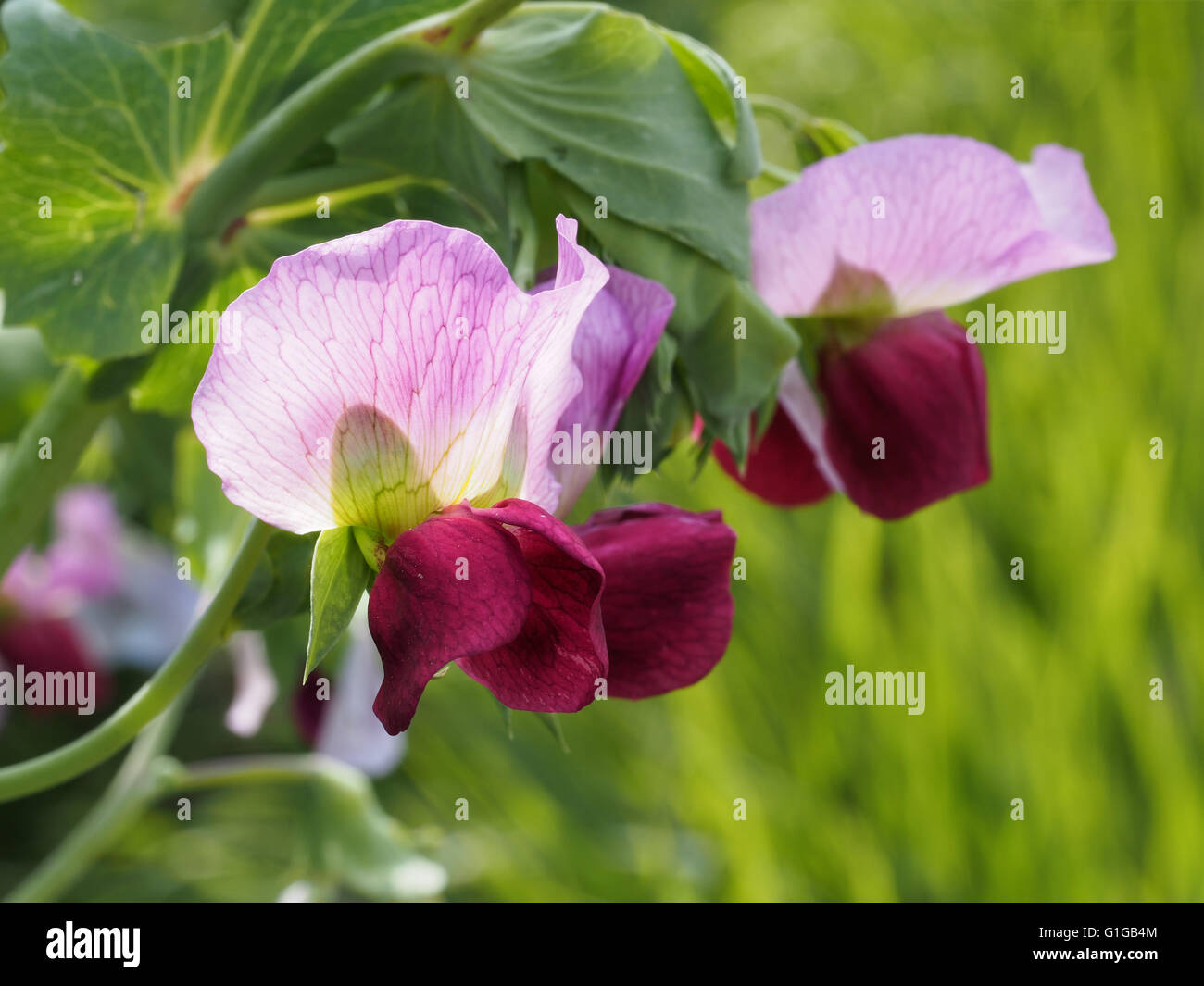 Pea plant flower hi-res stock photography and images - Alamy