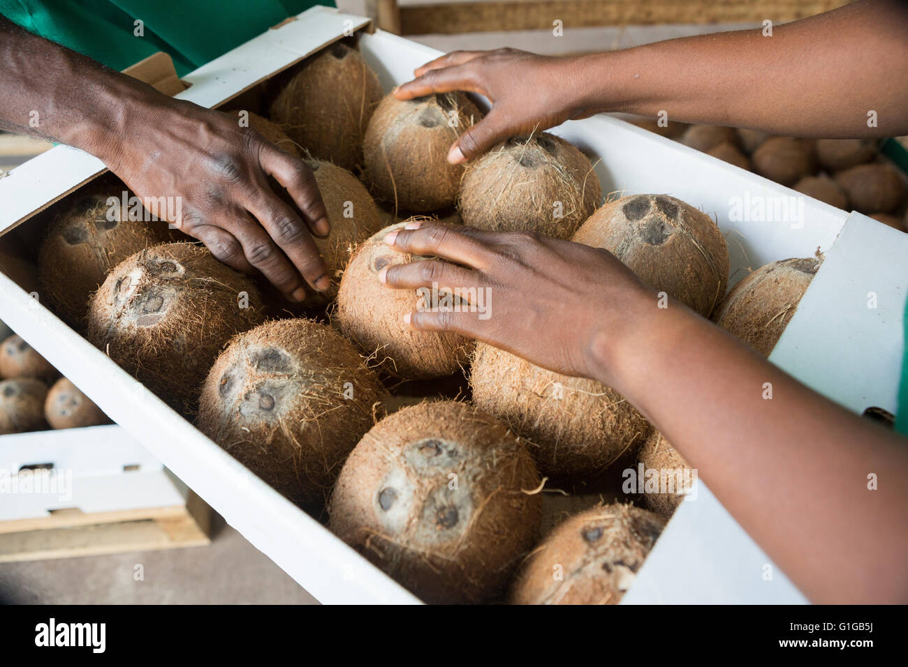 Fair trade coconut grower / processor in Grand Bassam, Ivory Coast ...