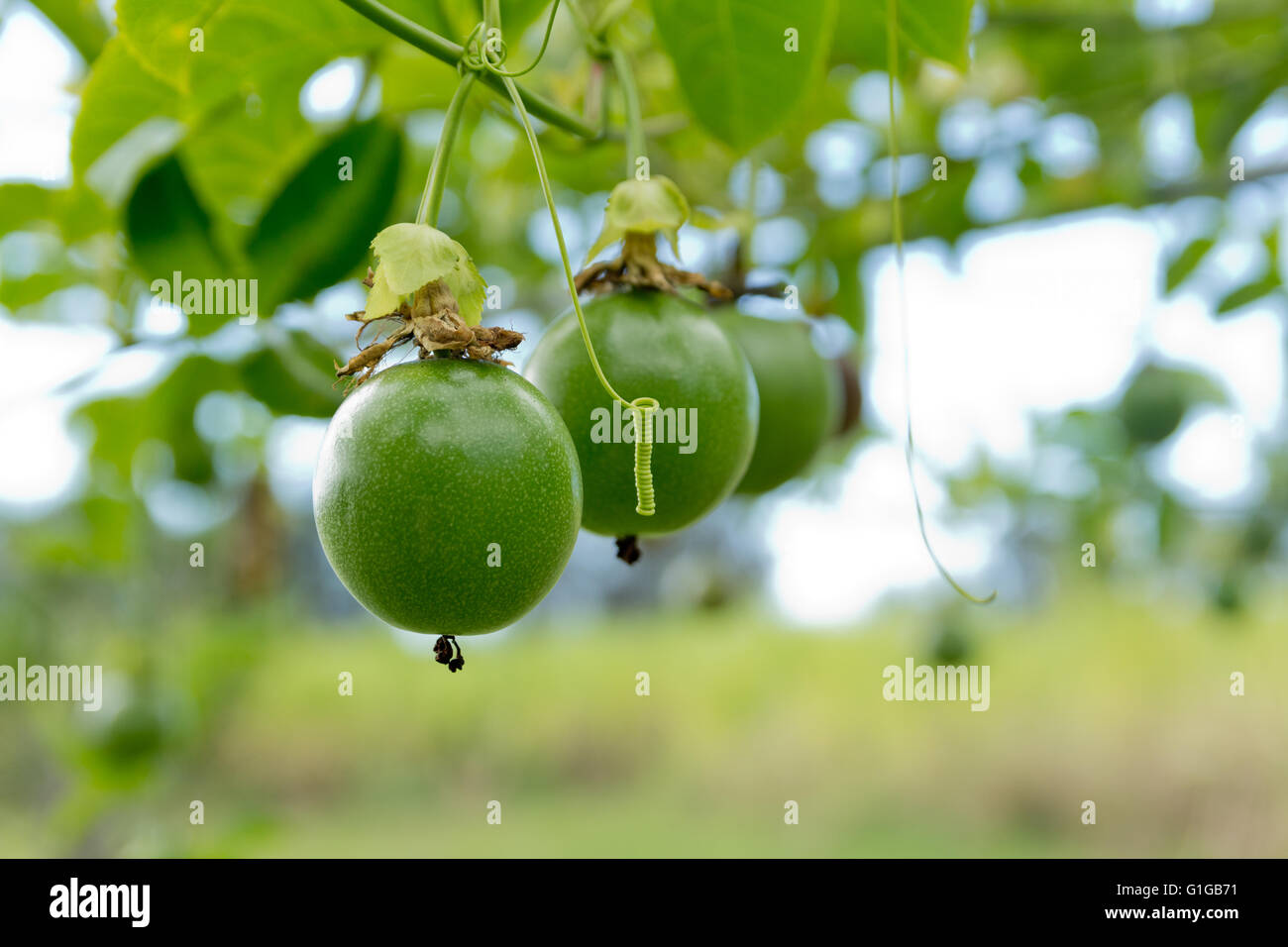 Fruits of the vine Stock Photo - Alamy