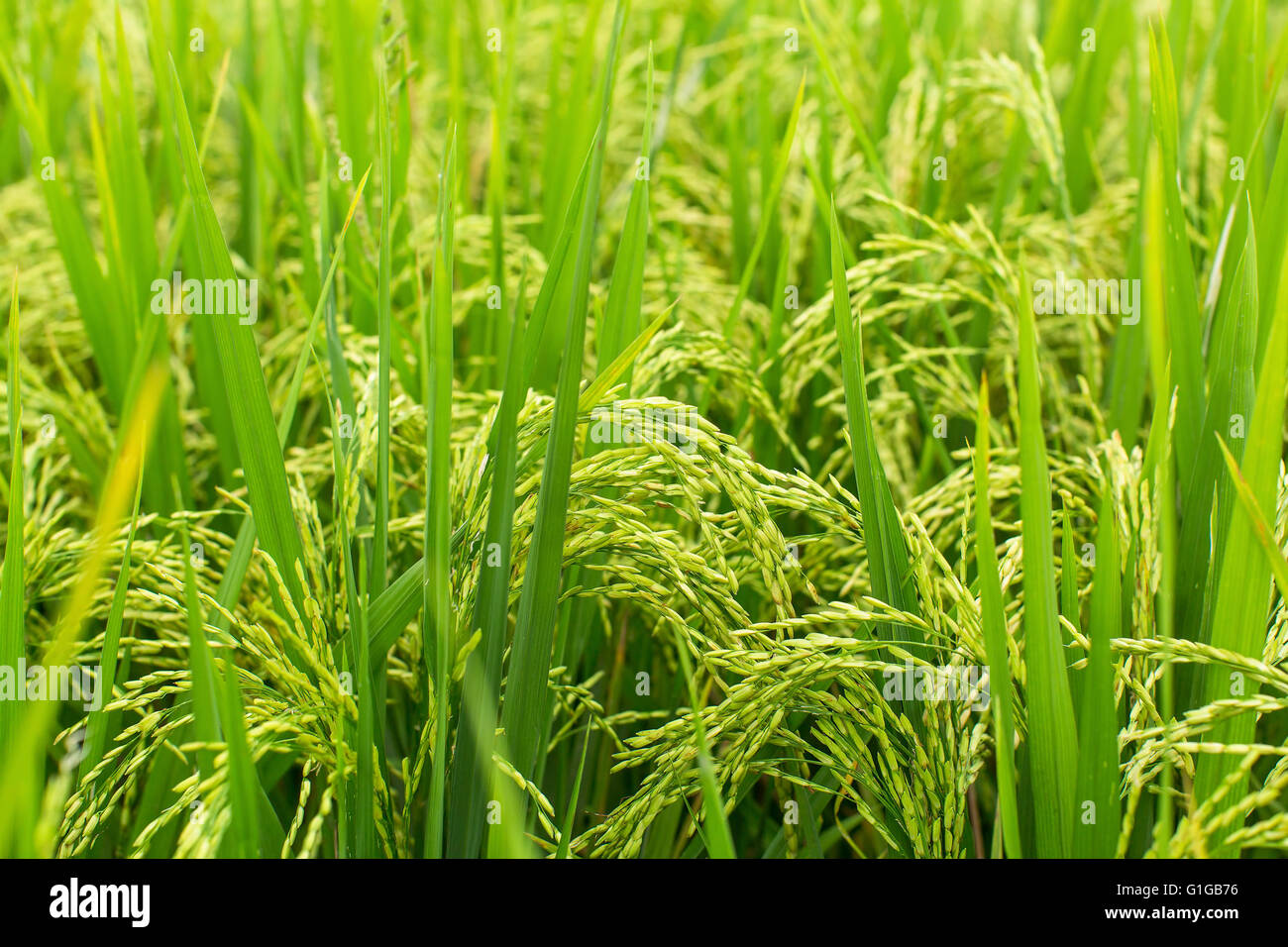 Lush green rice field and blue sky hi-res stock photography and images ...