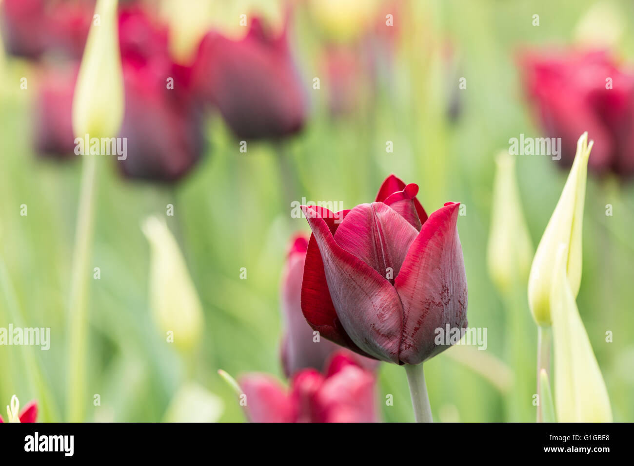 Tulips in the garden Stock Photo - Alamy