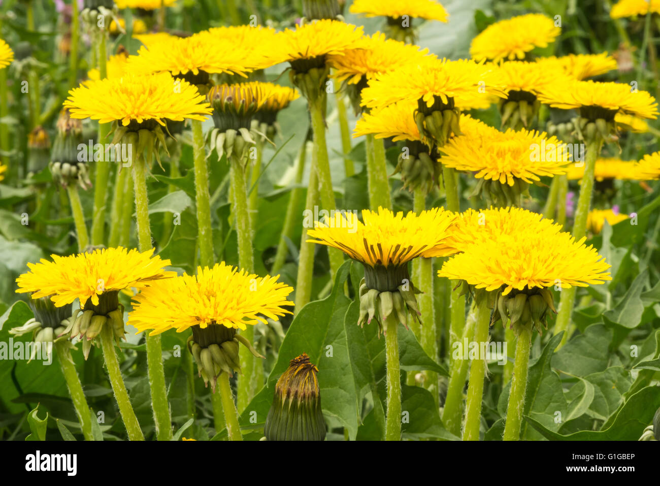Dandelions in the garden Stock Photo - Alamy