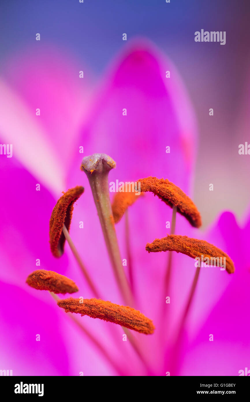 Macro lily petals and lily stamen hi-res stock photography and images ...