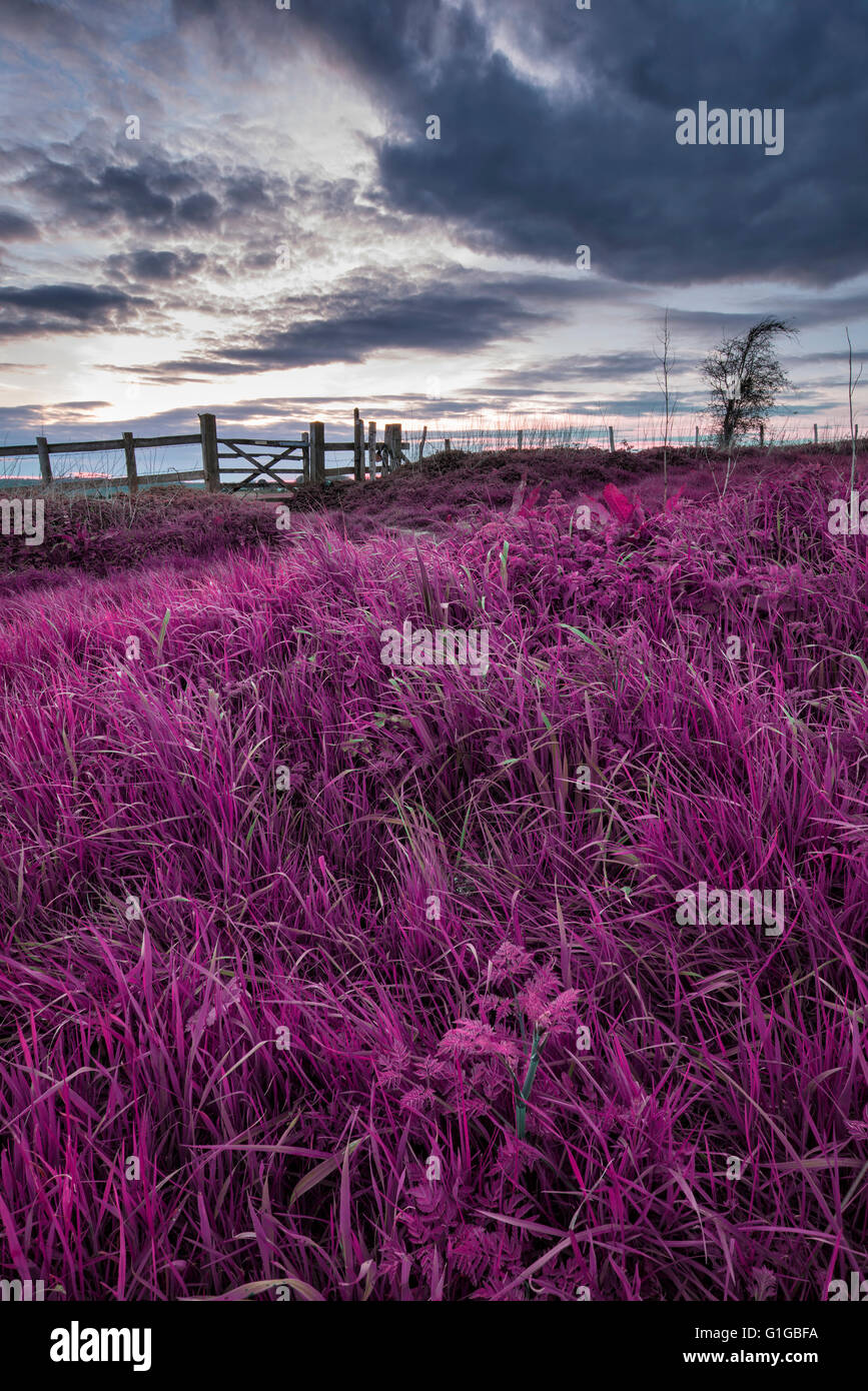 Stunning English countryside landscape over fields at sunset with ...