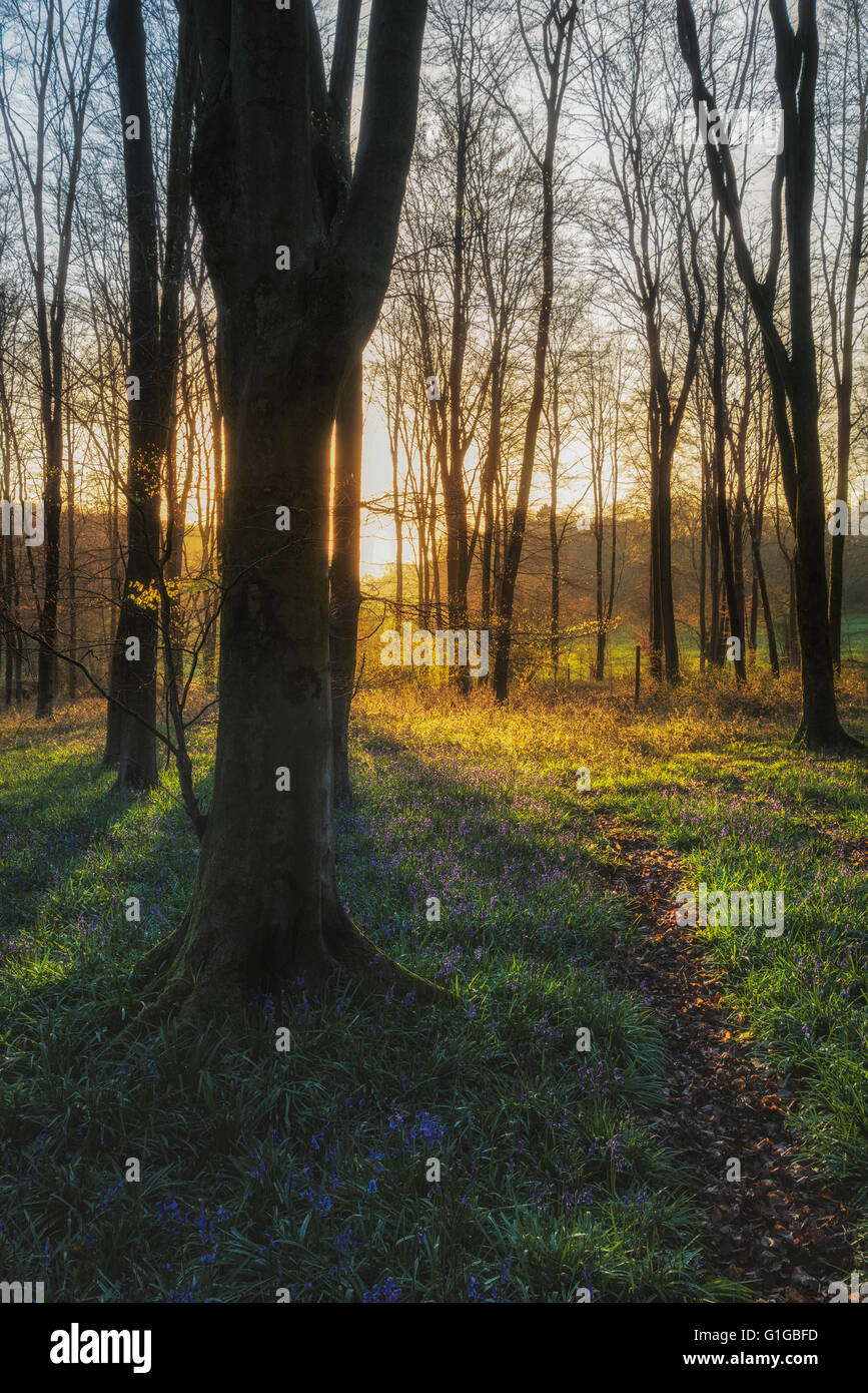 Beautiful landscape of bluebell forest in Spring in English countryside ...