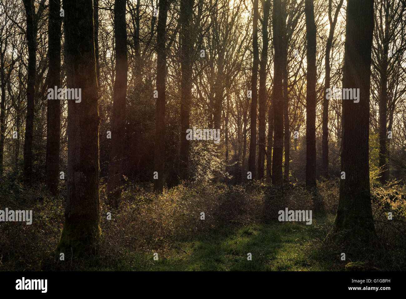 Beautiful early morning forest landscape in Spring with sunlight glow ...