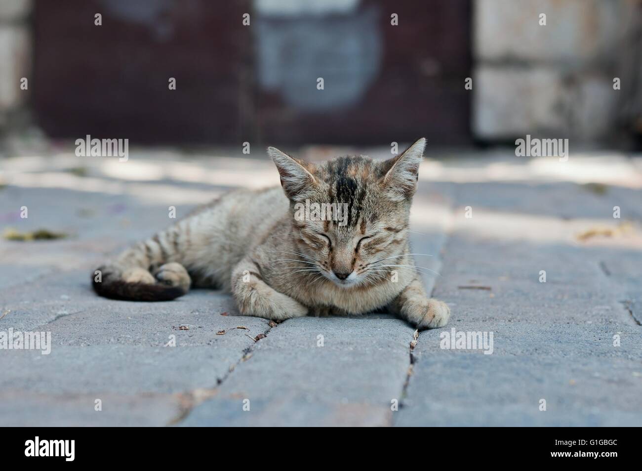 Cute tabby cat laying on the ground Stock Photo - Alamy