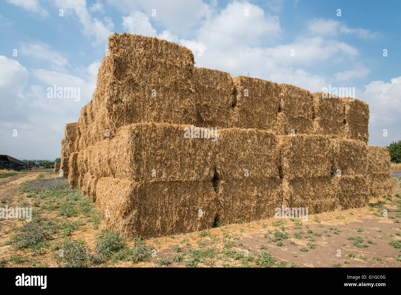 Wheat haystack in field Stock Photo - Alamy