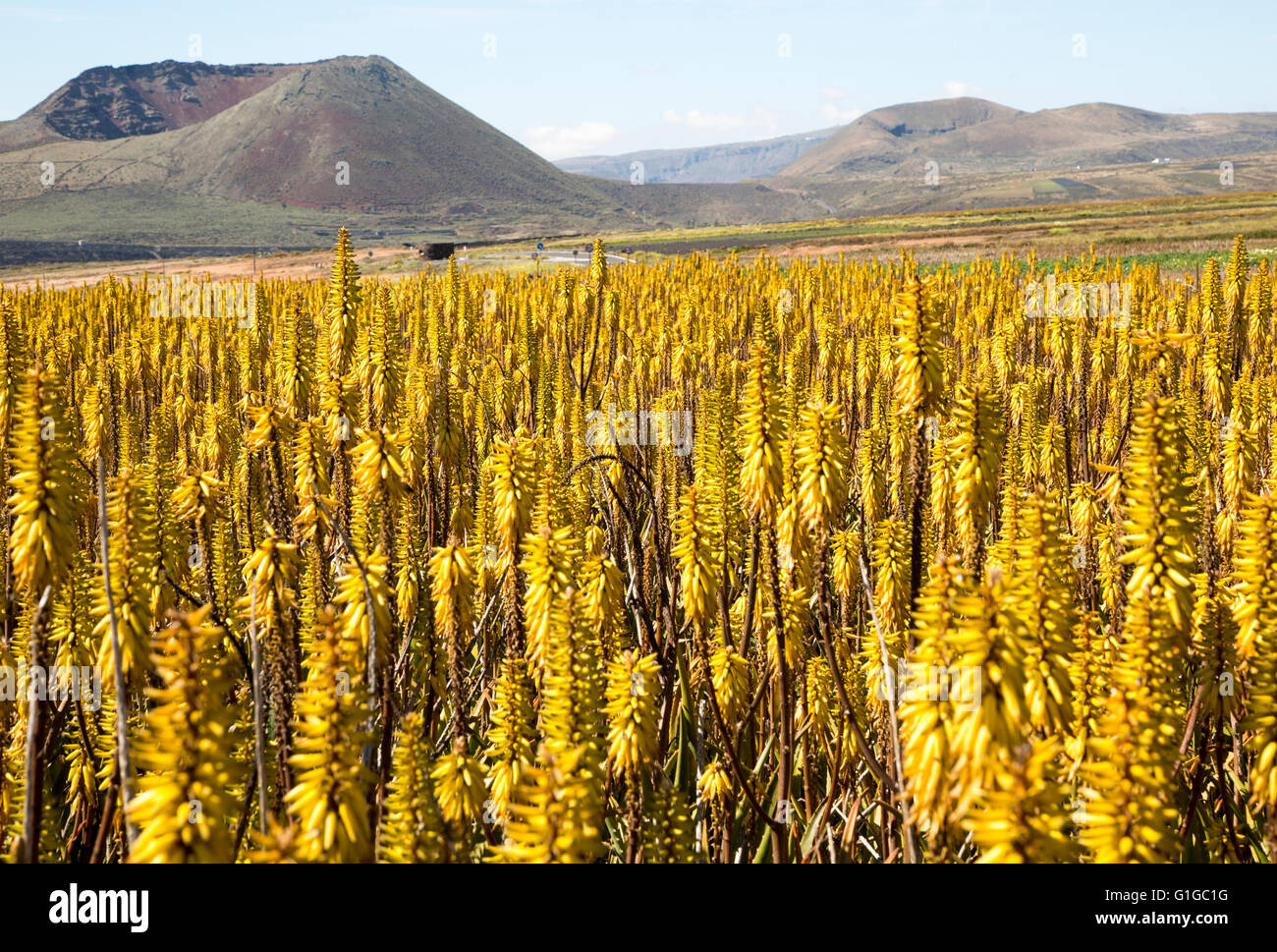 Aloe vera crop in flower with view of volcanoes in the distance ...