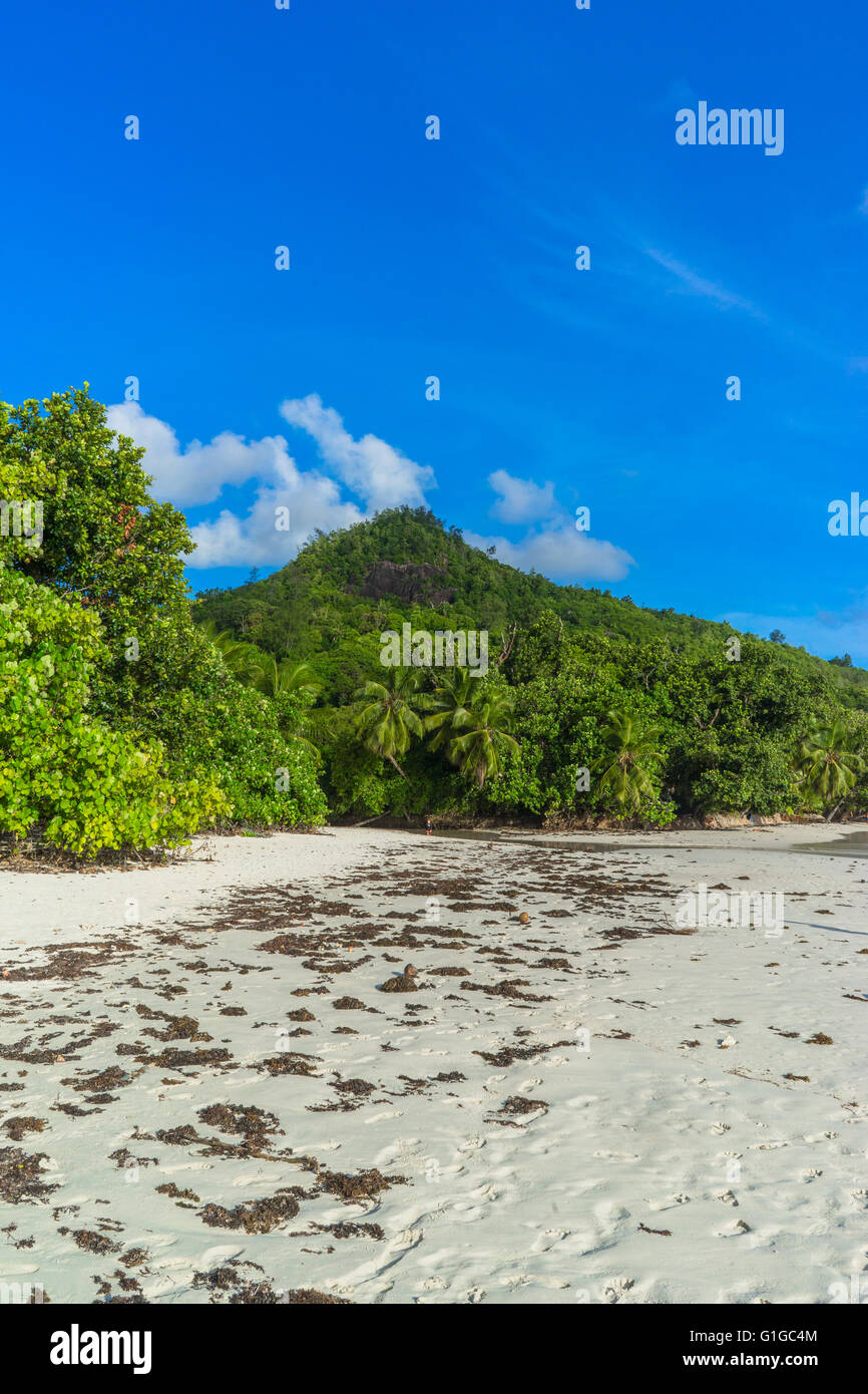 Granite rock palm trees seychelles hi-res stock photography and images ...