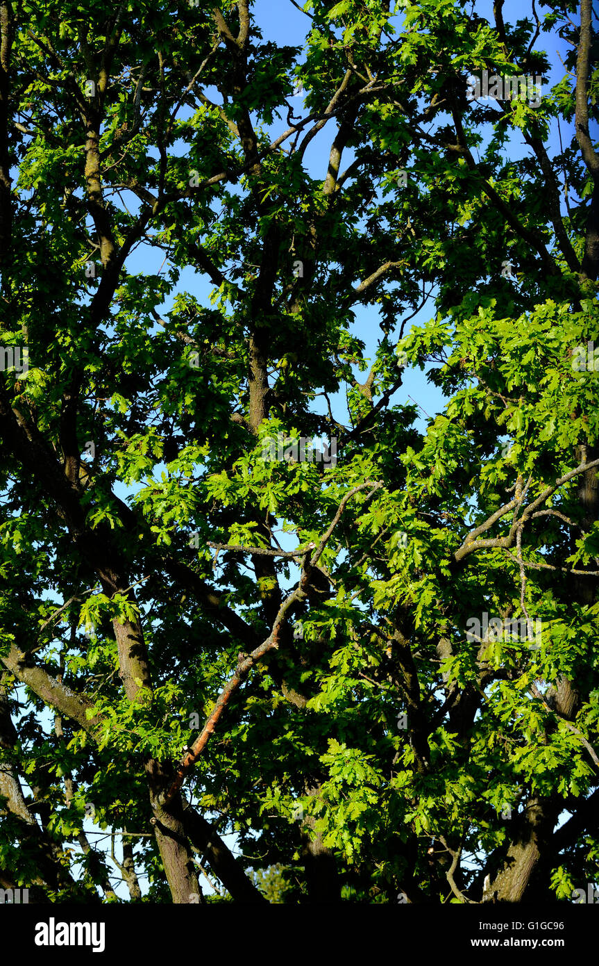 trees in leaf Stock Photo - Alamy